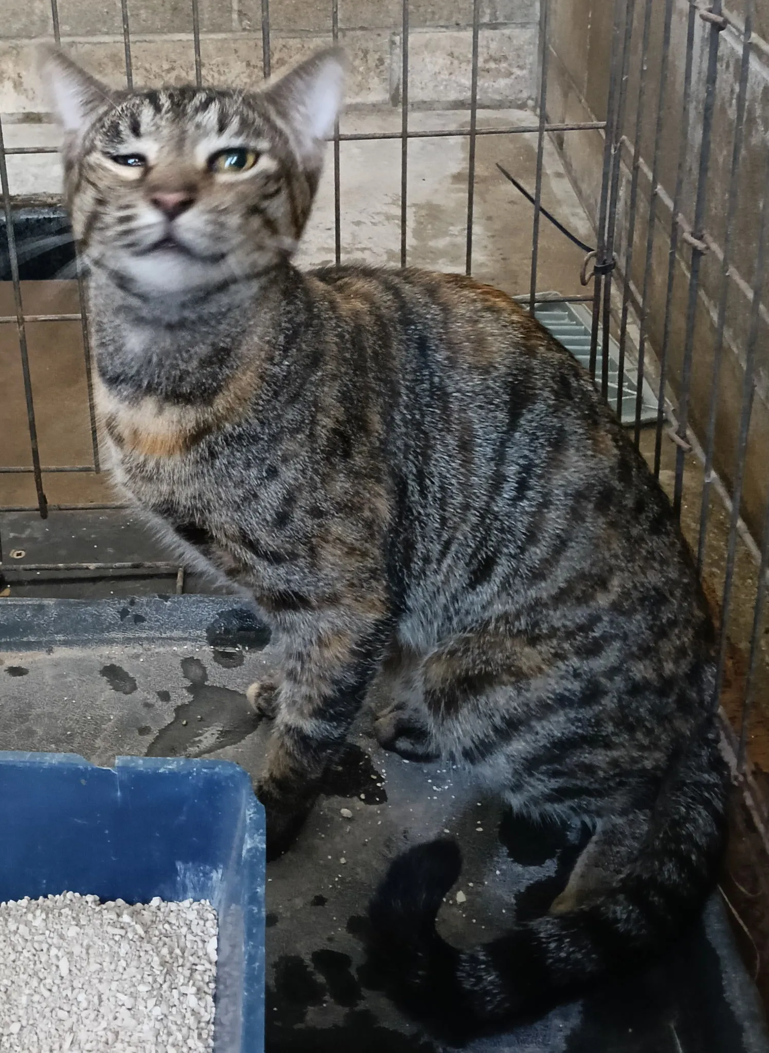 Impounded Animals