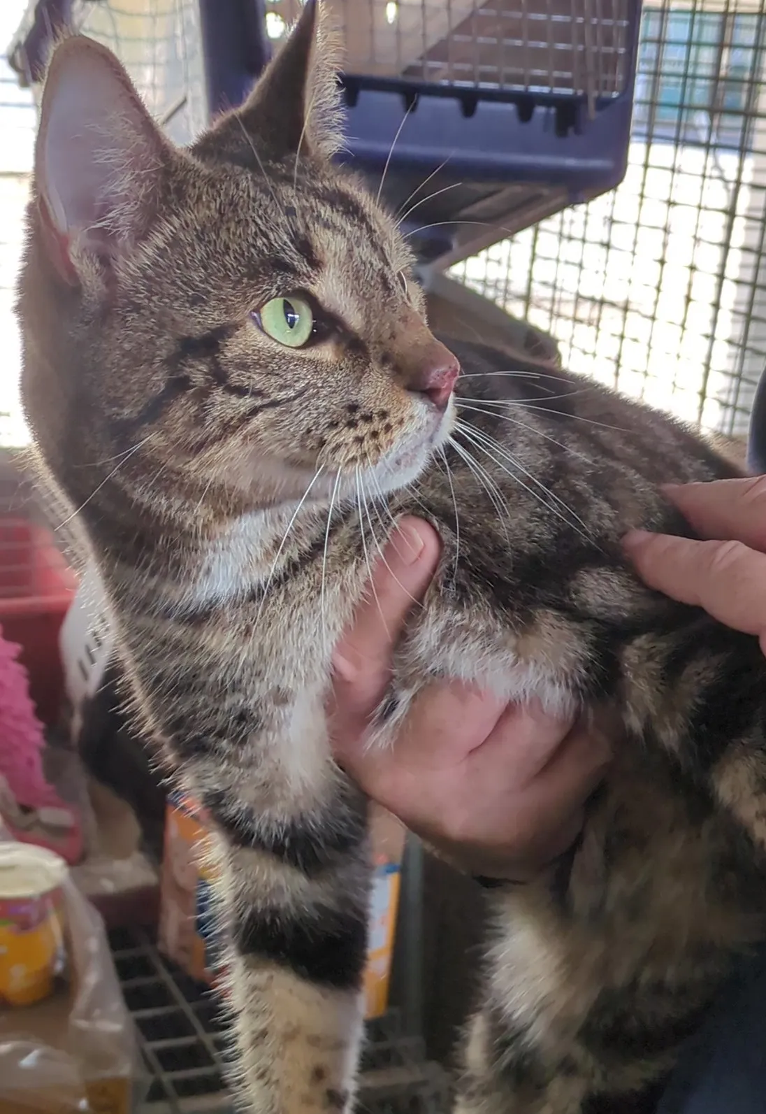 Impounded Animals