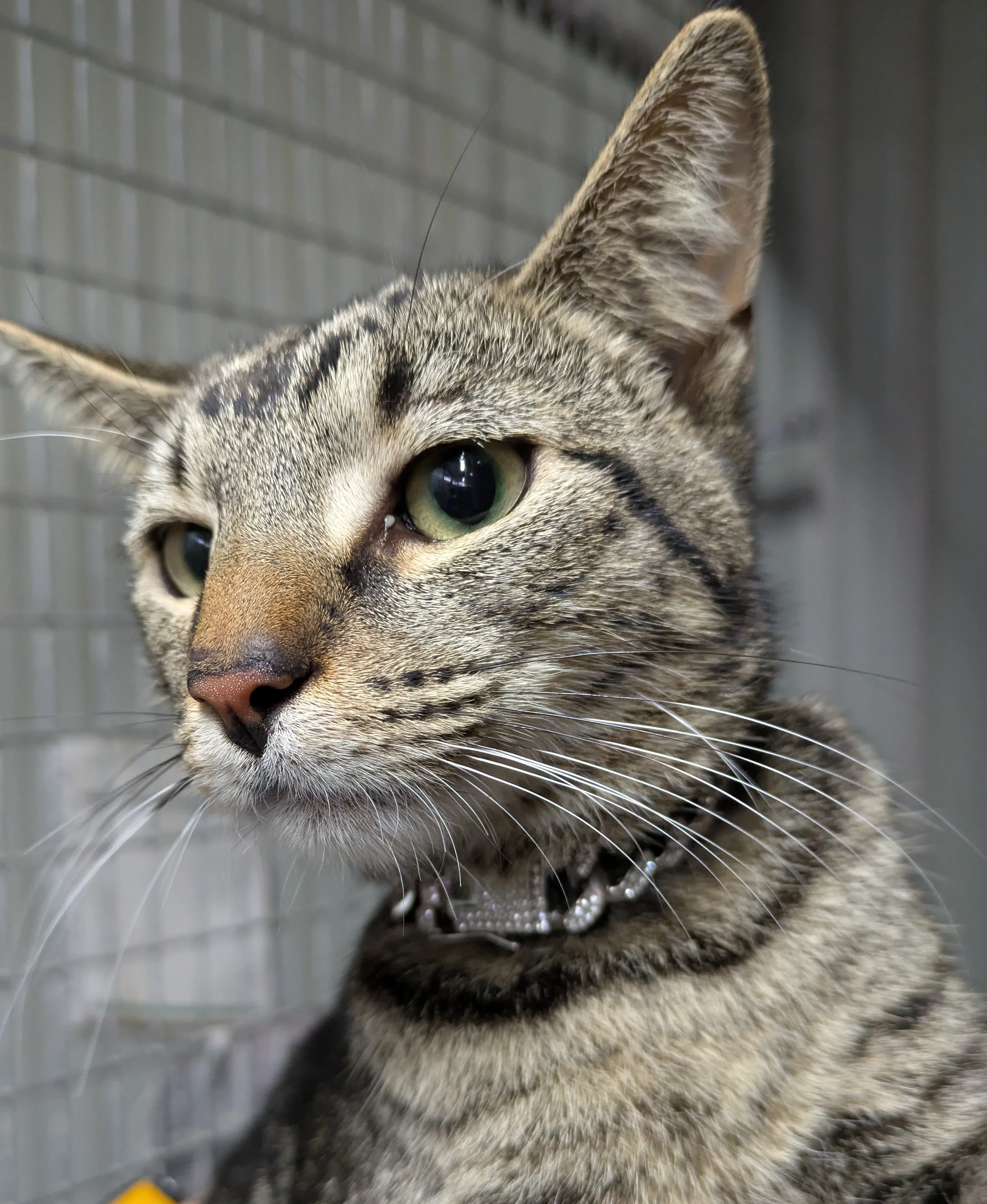 Impounded Animals